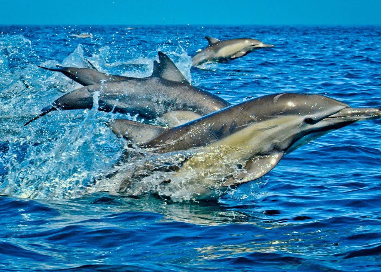 1 Day Wasini Island Tour And Kisite National Park - Go - Diani Beach ...